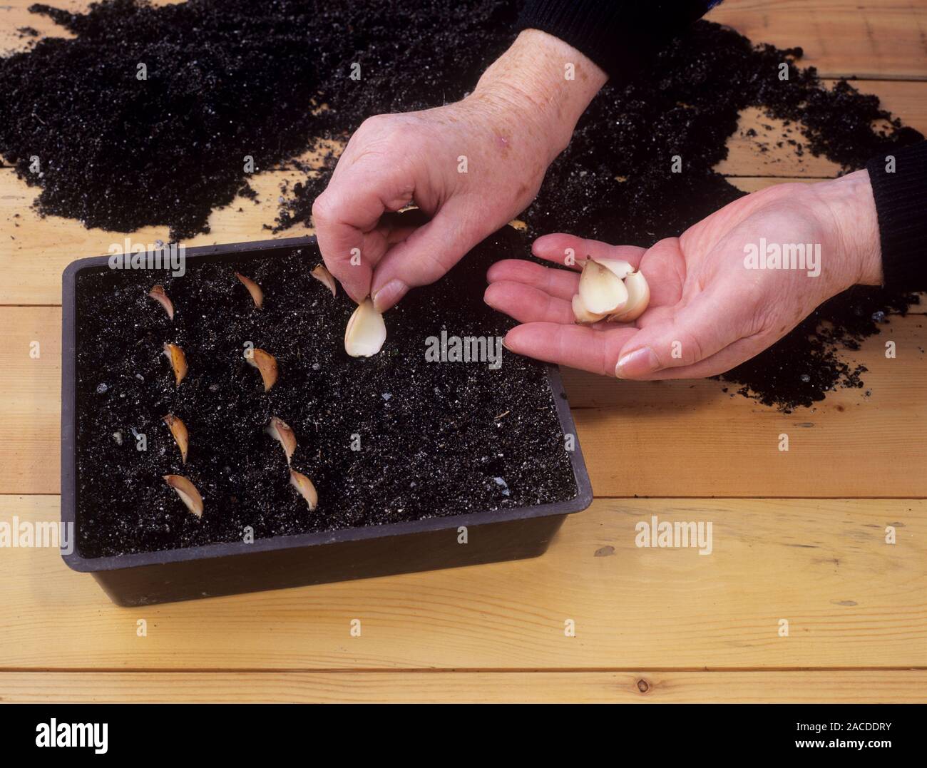 Lily propagation. Gardener planting lily scales in a tray of compost ...