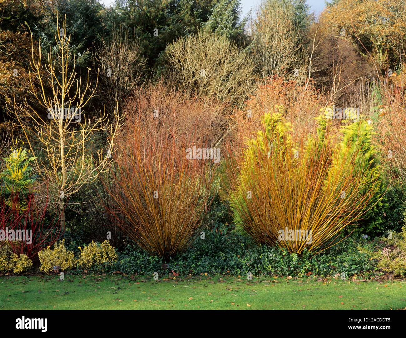 Garden border in winter. Dogwood (Cornus alba, red stems, left) ash ...