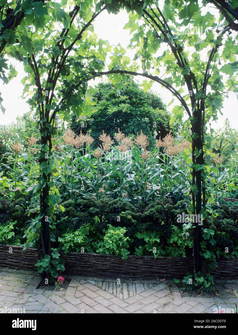 Vine arch. Sweetcorn, or maize (Zea mays, tall, feathery seedheads ...