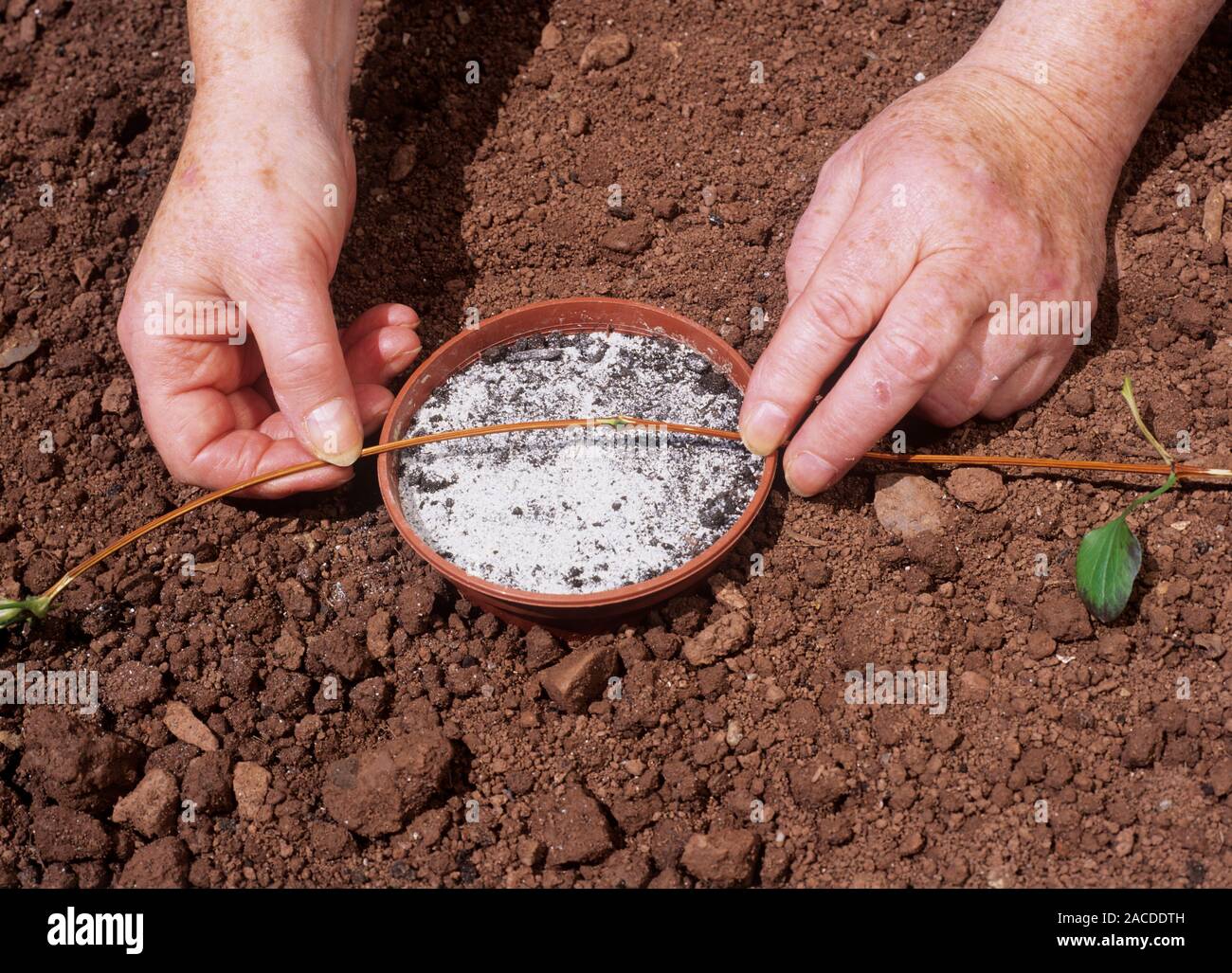 Layering a clematis. Image 1 of 6. Gardener laying down a low-growing ...