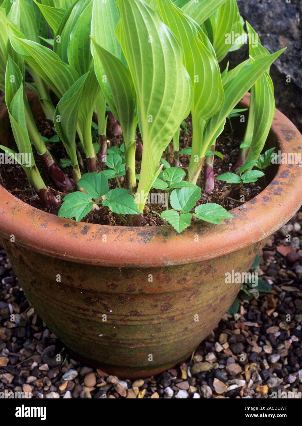 Ground elder (Aegopodium podagraria) growing as a weed in a pot planted ...