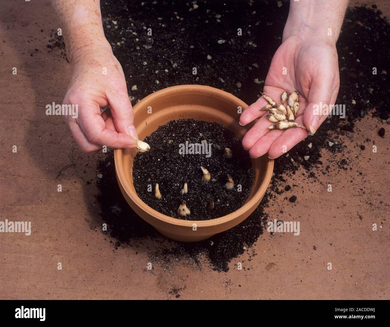 Planting grape hyacinth bulbils (Muscari sp.) in a nursery pot Stock ...