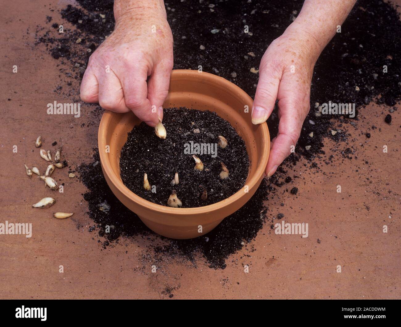 Planting grape hyacinth bulbils (Muscari sp.) in a nursery pot Stock ...
