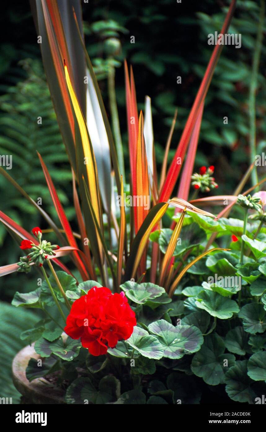 Container plants. New Zealand flax (Phormium 'Flamingo') with geranium ...