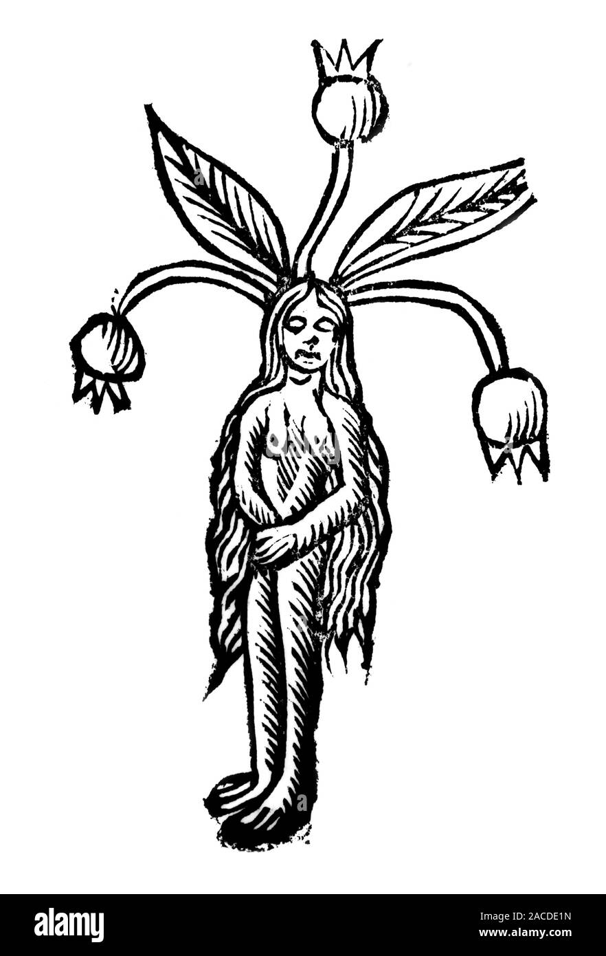 Woodcut illustration depicting a female root of Mandrake (Mandragora ...