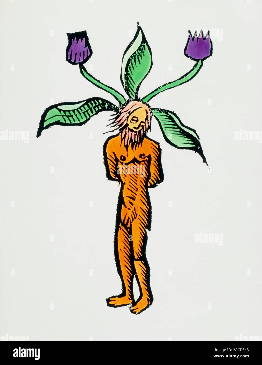 Mandrake root. Coloured woodcut of the root of a mandrake plant ...