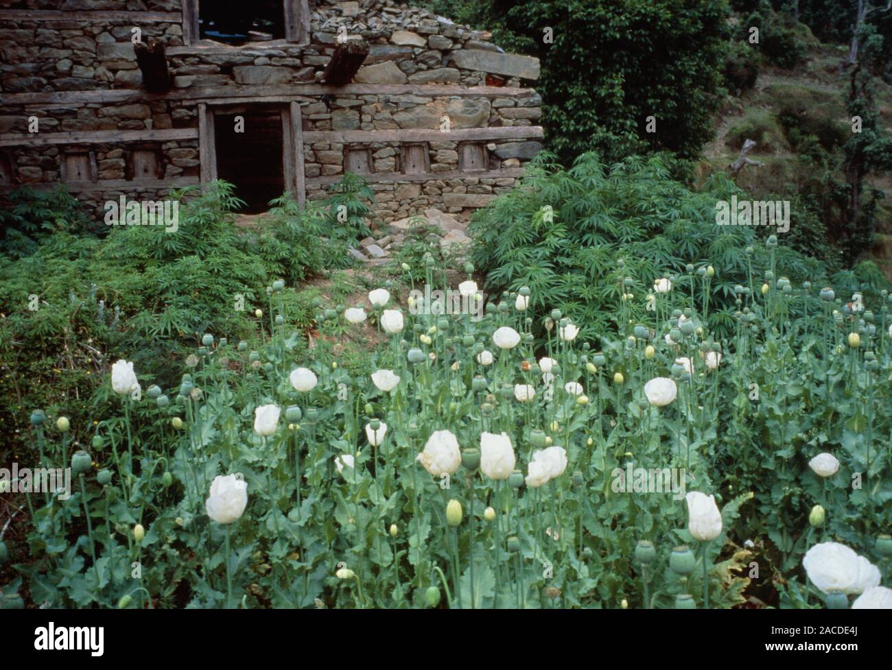 Opium and marijuana plants. White opium poppies, Papaver somniferum ...