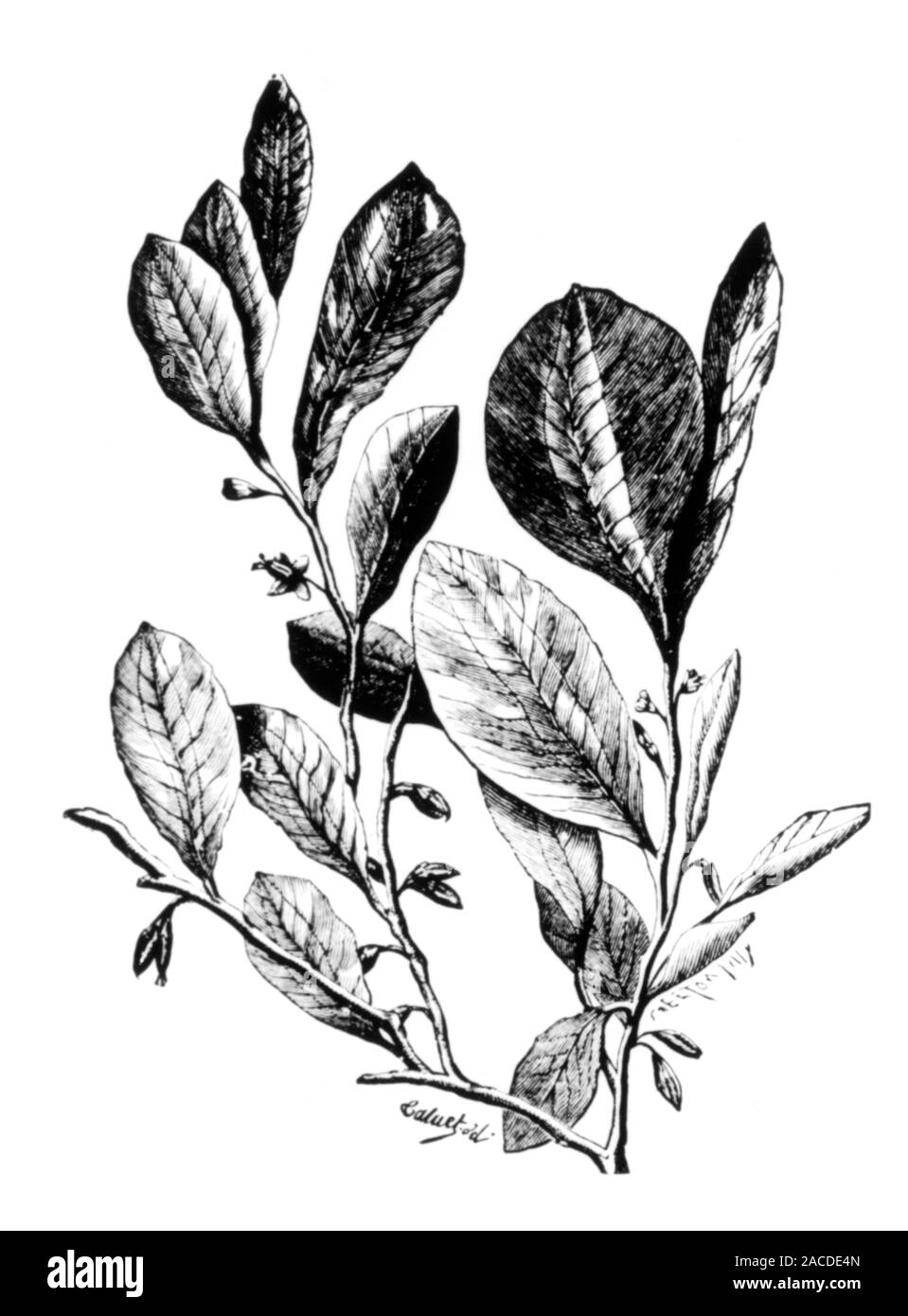 Coca plant. Engraving of the twigs, leaves and seed pods of the coca ...