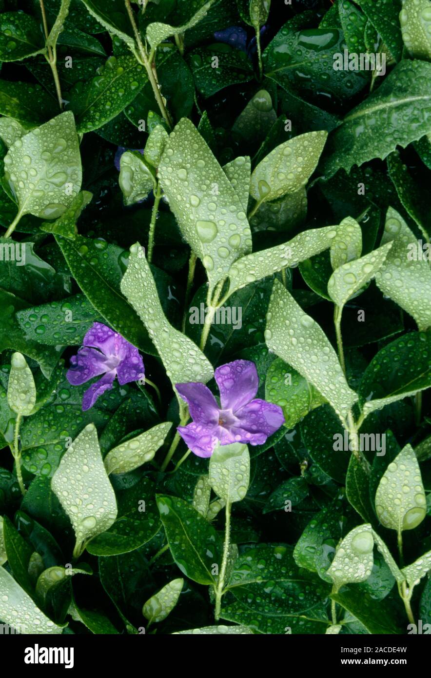 Periwinkle. Flowering periwinkle, Vinca sp., a medicinal plant. The ...