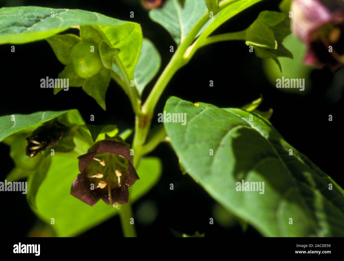 Deadly nightshade. Flowers and leaves of the deadly nightshade, Atropa ...