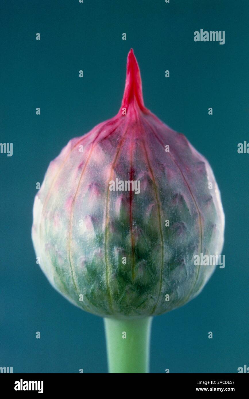 Round-headed leek bud (1st of 5 images). Close- up of the flower bud of ...