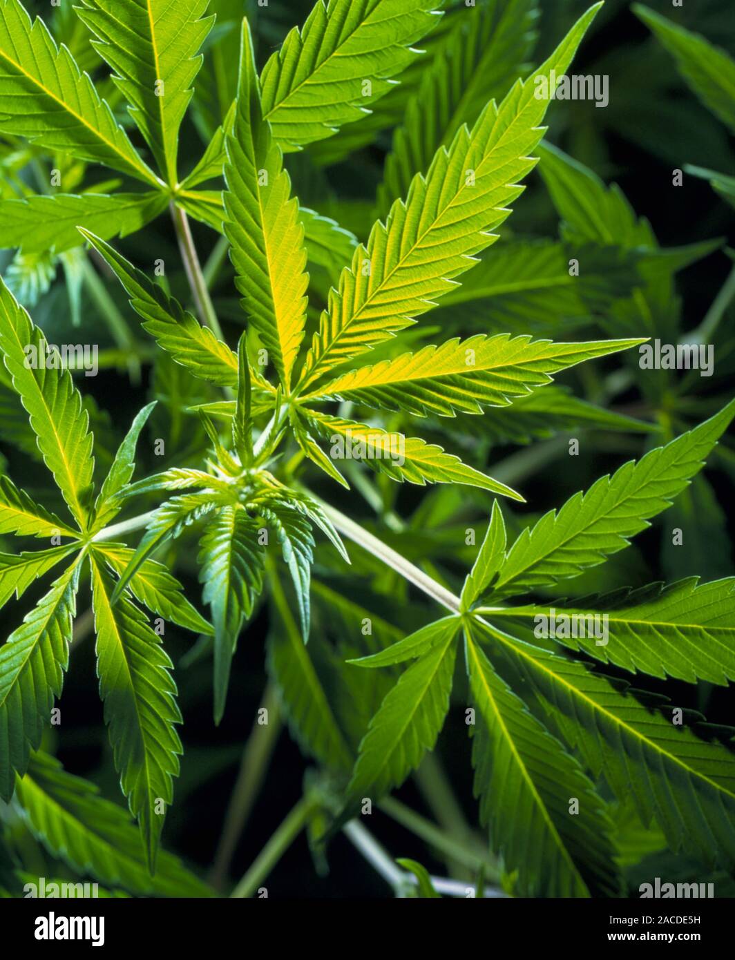 Cannabis. Leaves of the hemp or marijuana plant Cannabis sativa, which ...