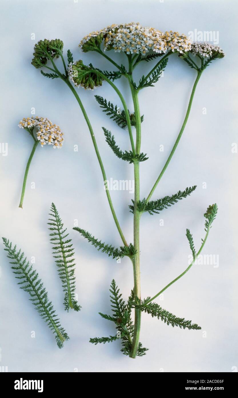 Yarrow. View of the flowering heads and leaves of yarrow (Achillea ...