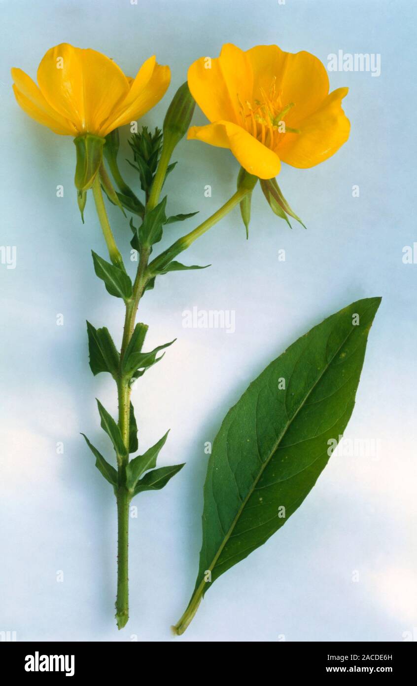Evening primrose flowers. View of flowers and leaves of the evening ...