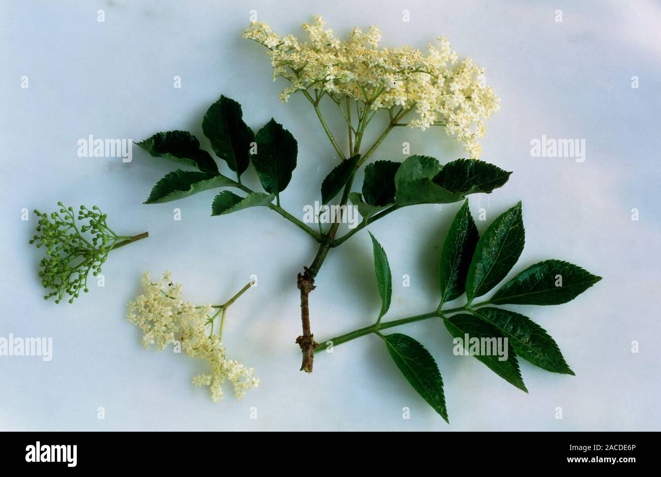 Elder flowers. View of flowering heads of the elder (Sambucus nigra ...
