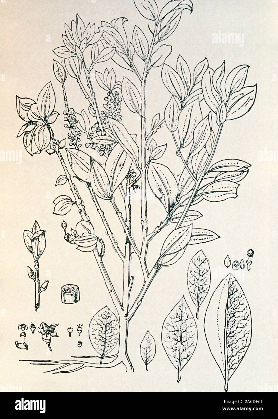Coca plant. Historical artwork of the coca plant (Erythroxylon coca ...