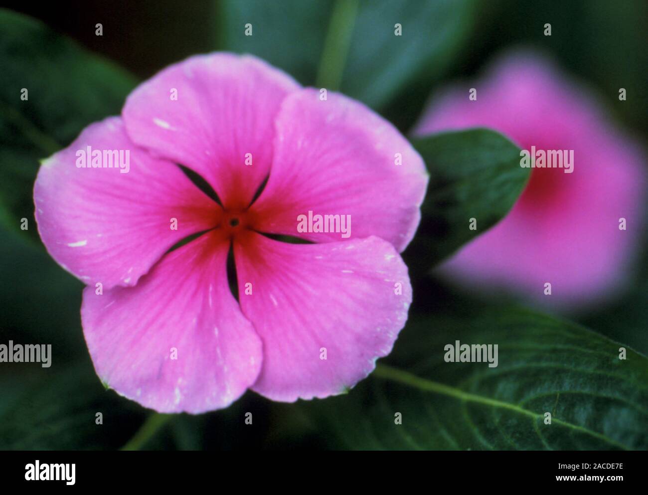 Madagascar periwinkle. Flowers of the Madagascar periwinkle ...