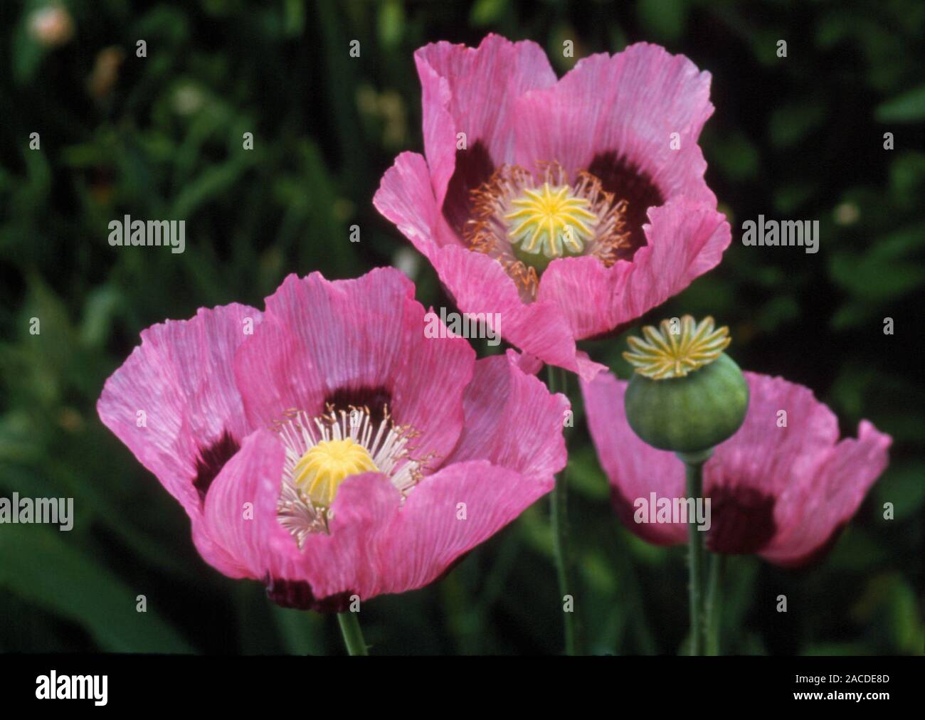 Opium poppy flowers. Flowers of the opium poppy (Papaver somniferum ...