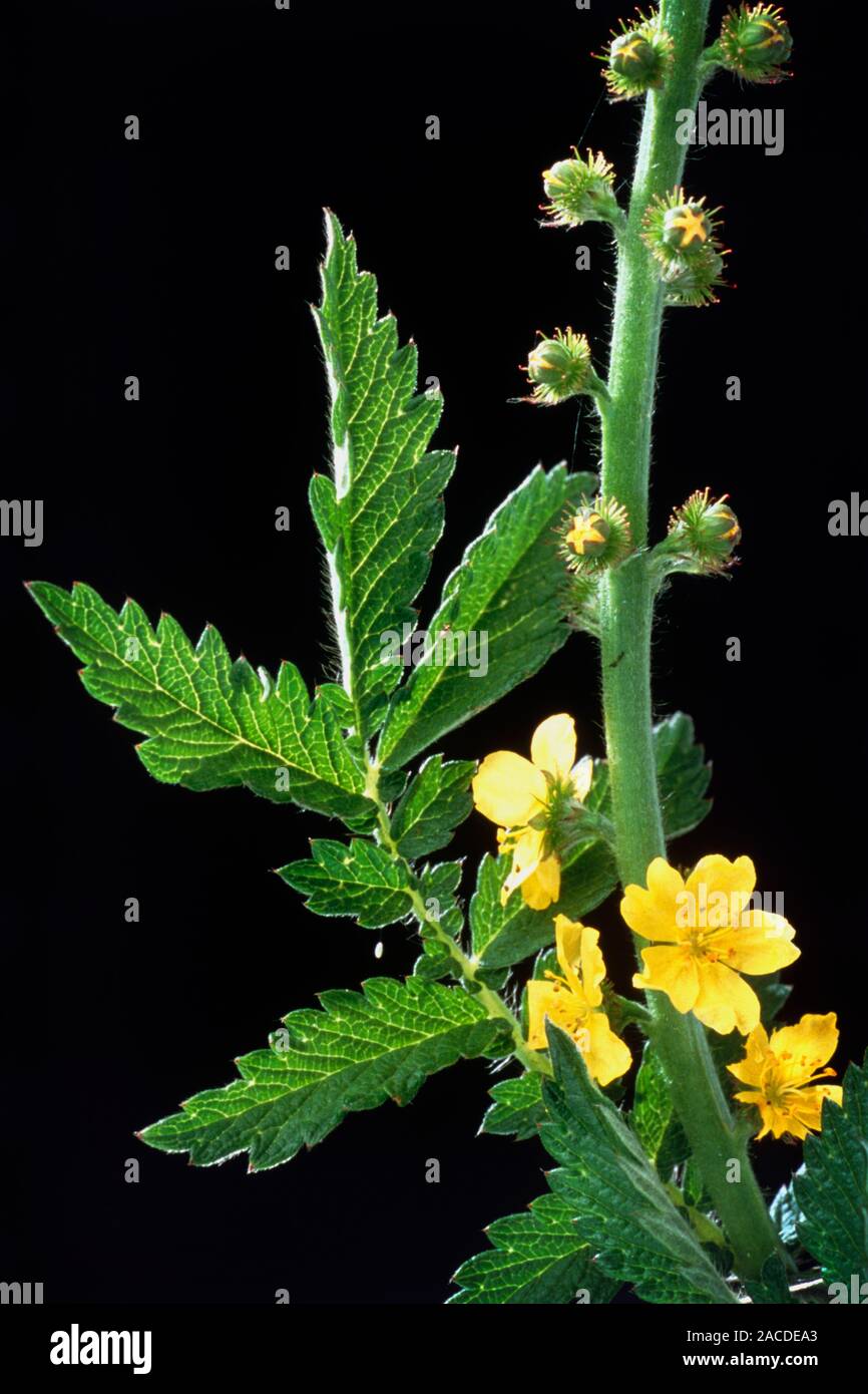 Common agrimony. Common agrimony (Agrimonia eupatoria), a plant used in ...