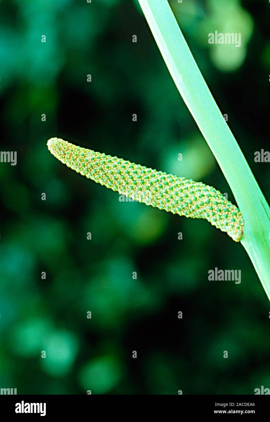 Sweet sedge plant. Sweet sedge (Acorus calamus), a plant used in herbal ...