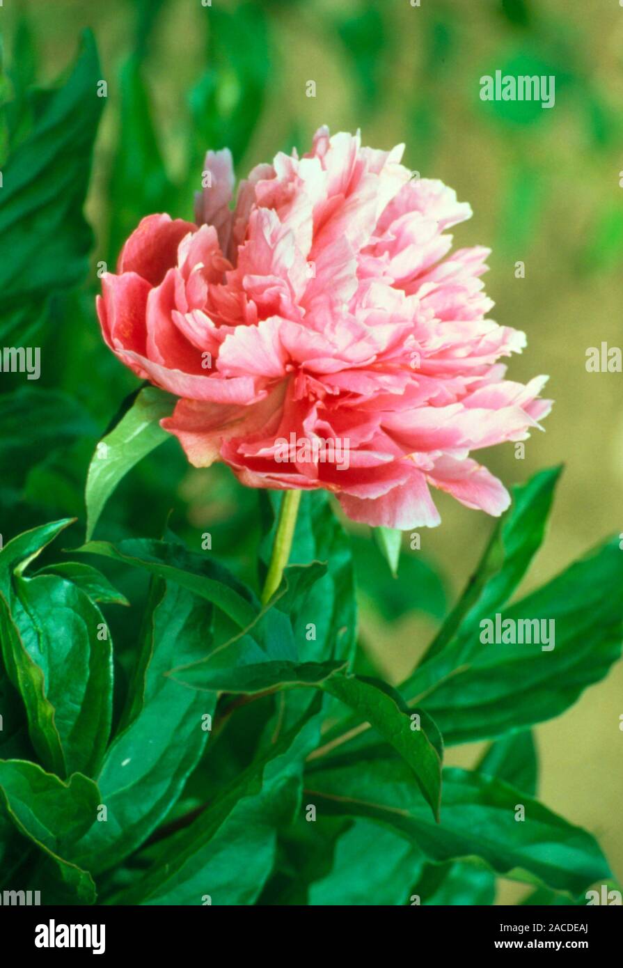Peony (Paeonia officinalis) plant. The petals, seeds and roots of this ...