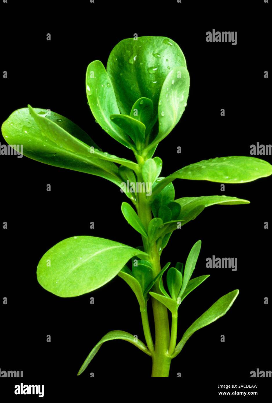Green purslane (Portulaca oleracea) plant. The juice of this plant is ...