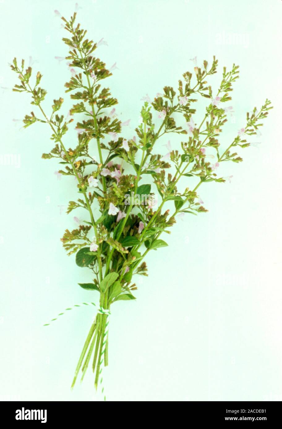 Savory (Satureja calamintha). The flowering parts of the savory plant ...