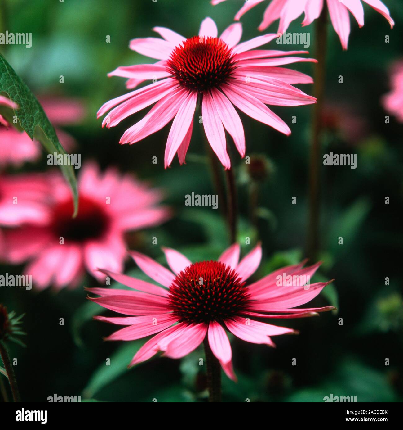 Purple coneflowers (Echinacea sp.) in flower. This medicinal plant can ...