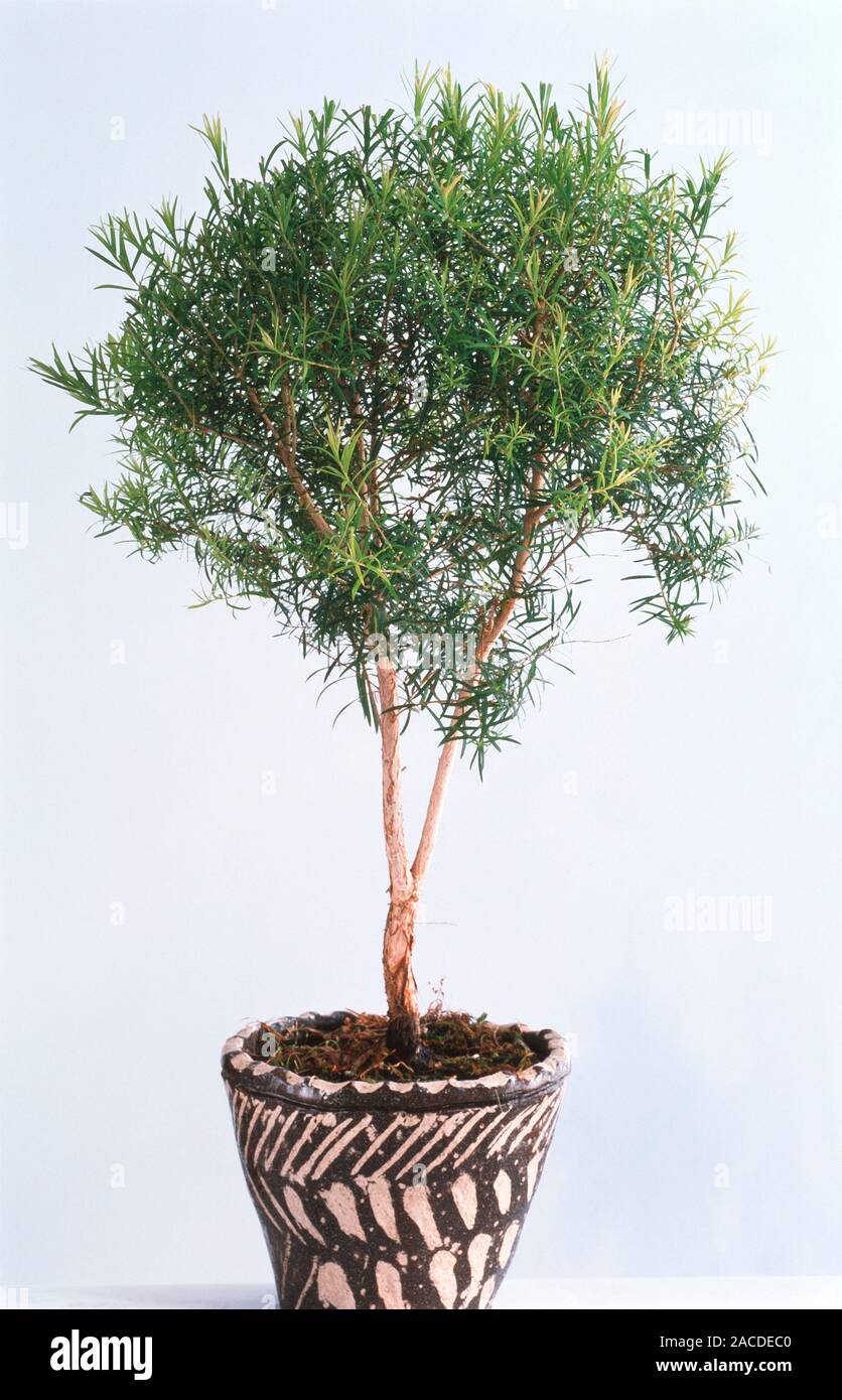 Australian tea tree (Melaleuca alternifolia) growing in a pot. This ...
