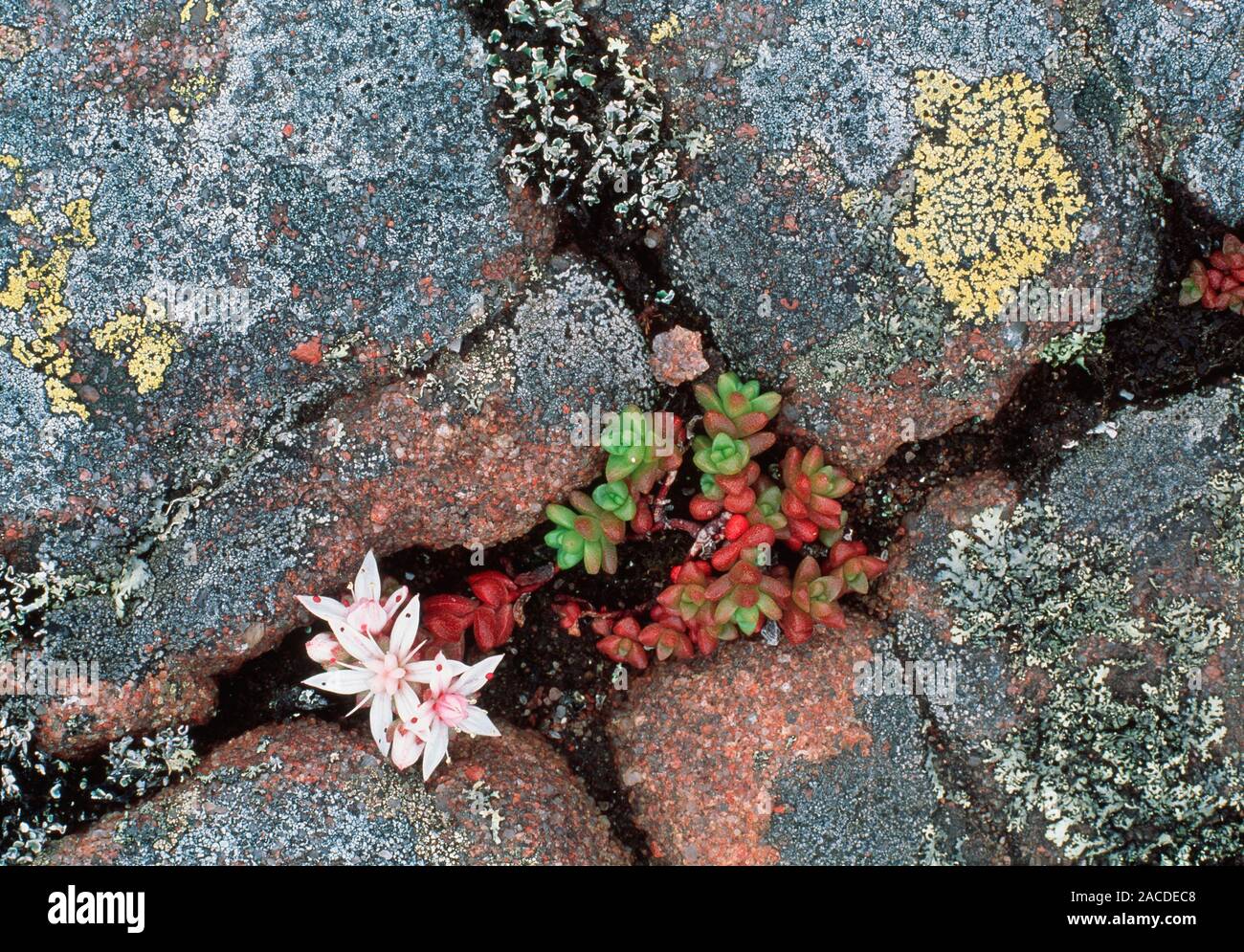 Stonecrop (Sedum telephium) or orpine, growing in a rockery. The leaves ...