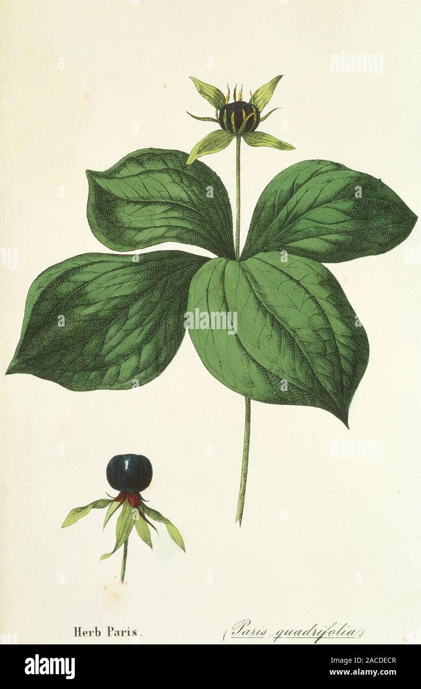 Herb paris plant. Historical artwork of the herb paris plant (Paris ...