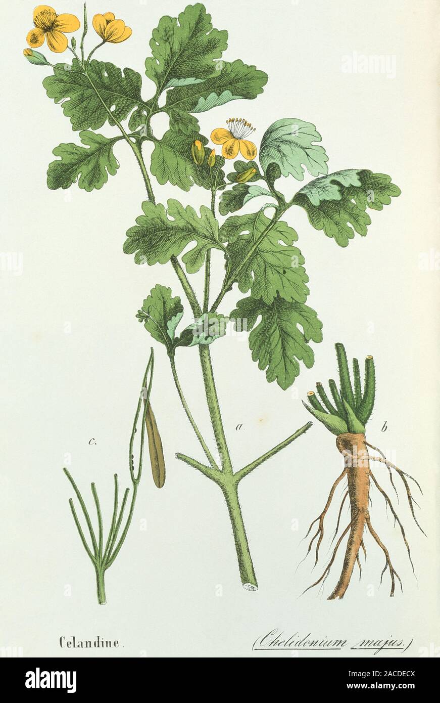 Greater celandine. Historical artwork of the greater celandine plant ...