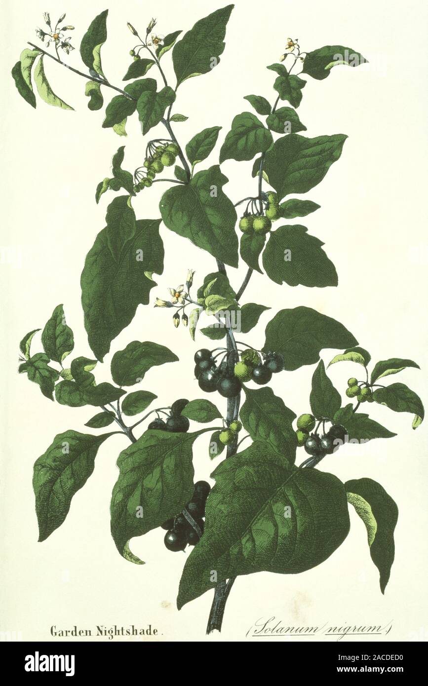 Black nightshade. Historical artwork of the black or garden nightshade ...