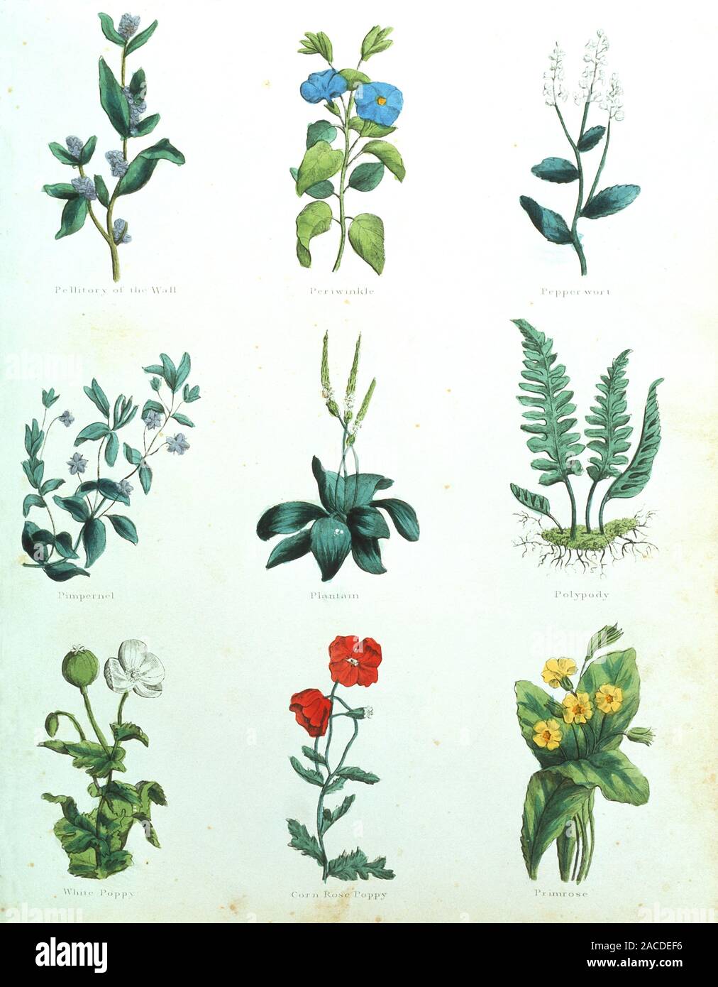 Medicinal herbs. Historical illustration of a selection of medicinal ...