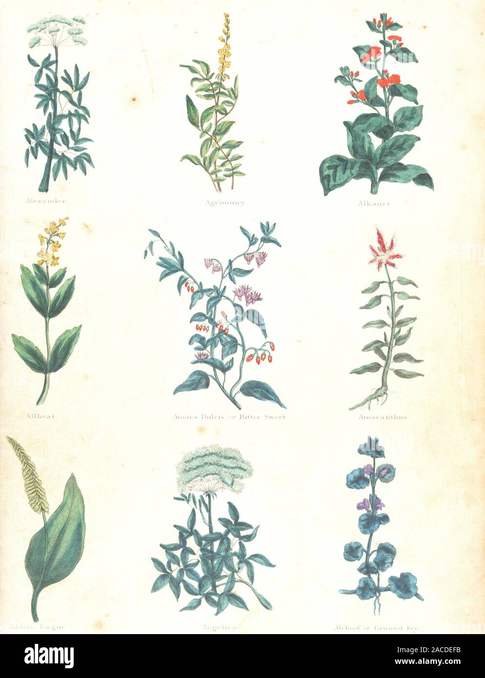 Medicinal herbs. Historical illustration of a selection of medicinal ...