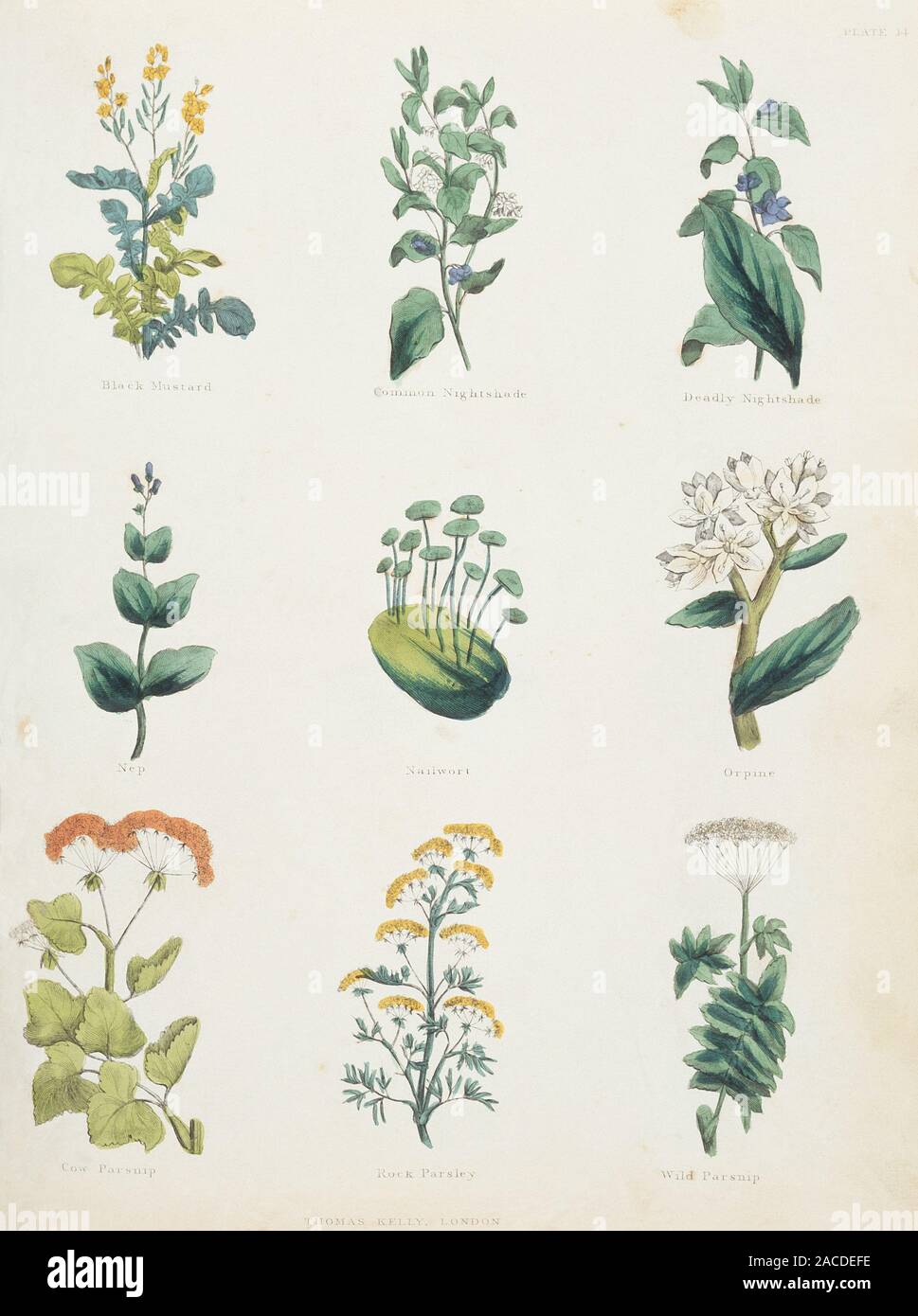 Medicinal herbs. Historical illustration of a selection of medicinal ...