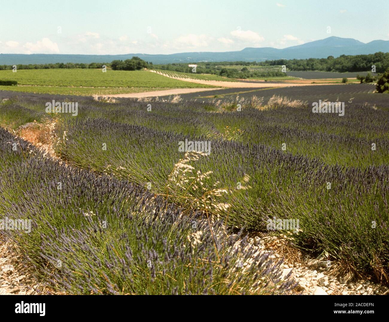 Fields of lavender (Lavandula spica) plants planted in rows. Lavender ...