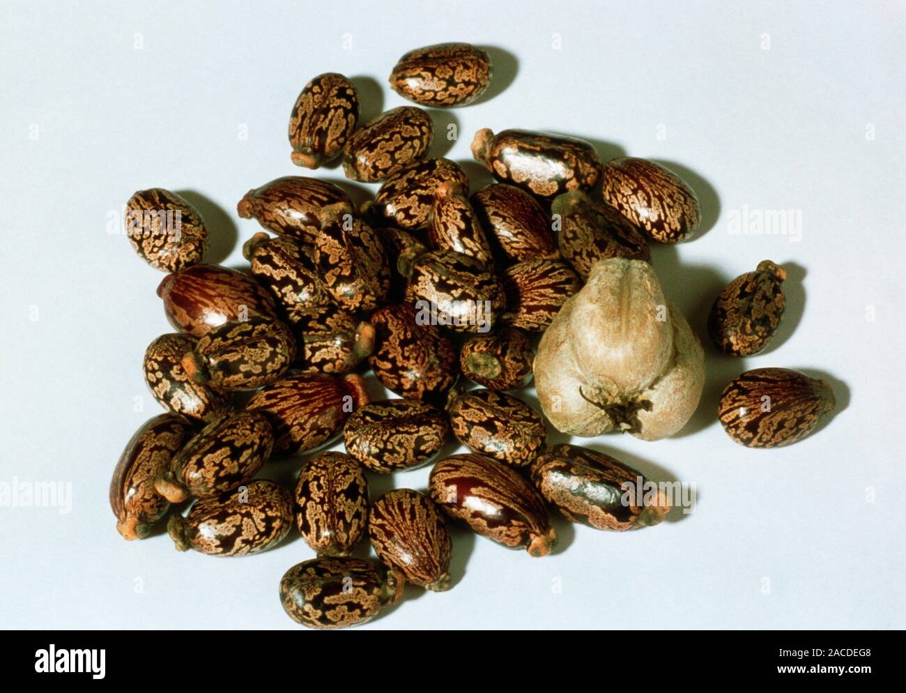 Castor oil plant seeds. Castor oil is obtained from these seeds of the ...