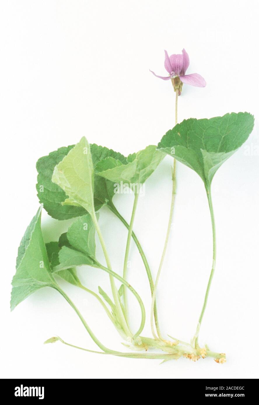 Sweet violet (Viola odorata) plant. This medicinal plant can be used as ...