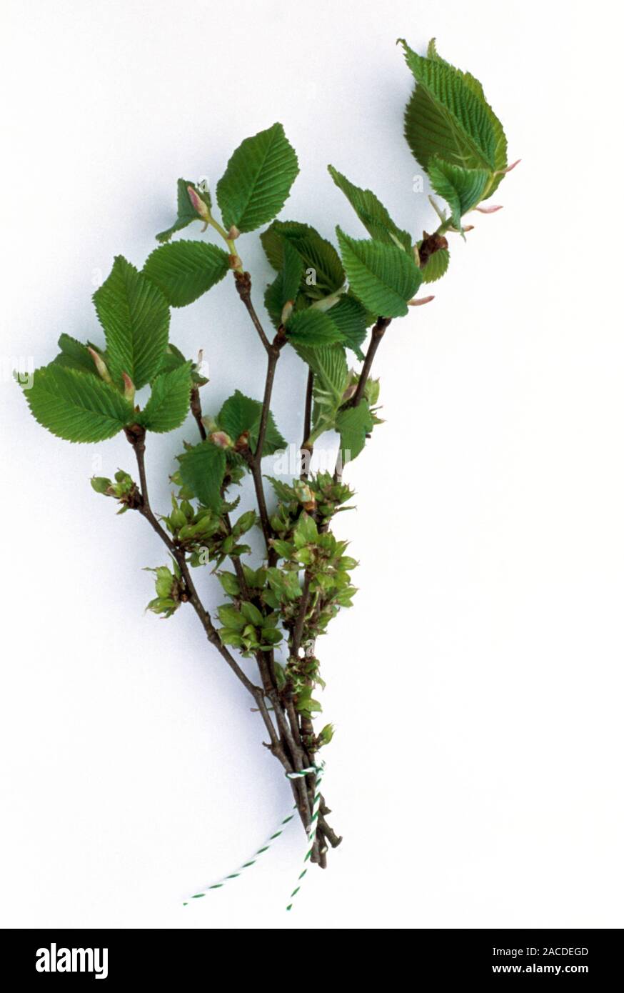 English elm leaves (Ulmus procera) on a bunch of cut branches ...