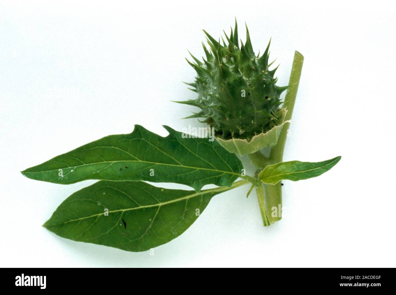 Thorn apple seed pod (Datura stramonium) with some leaves. This ...
