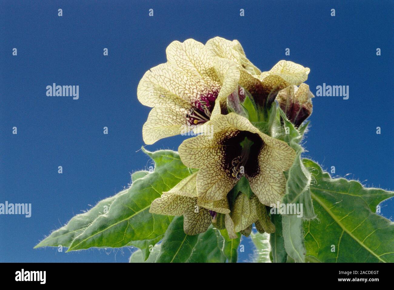 Henbane plant (Hyoscyamus niger) in flower. This poisonous plant ...