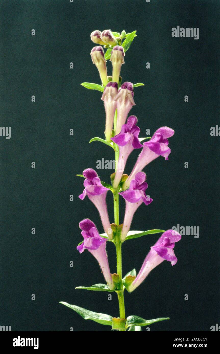 Chinese skullcap flowers (Scutellaria baicalensis) on their stem. This ...