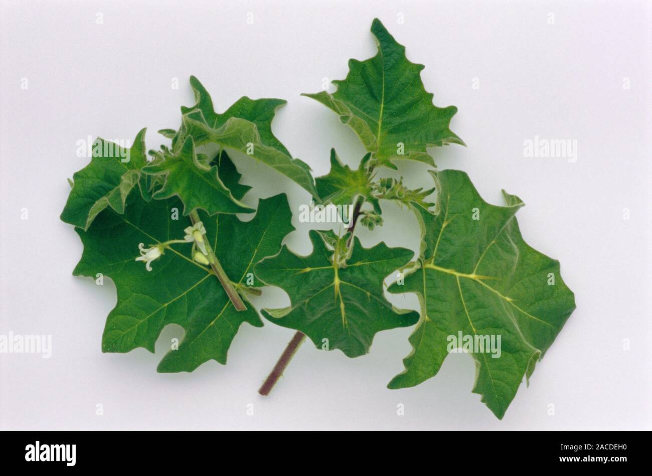 Indian solanum leaves (Solanum xanthocarpum) on a twig. This plant is ...