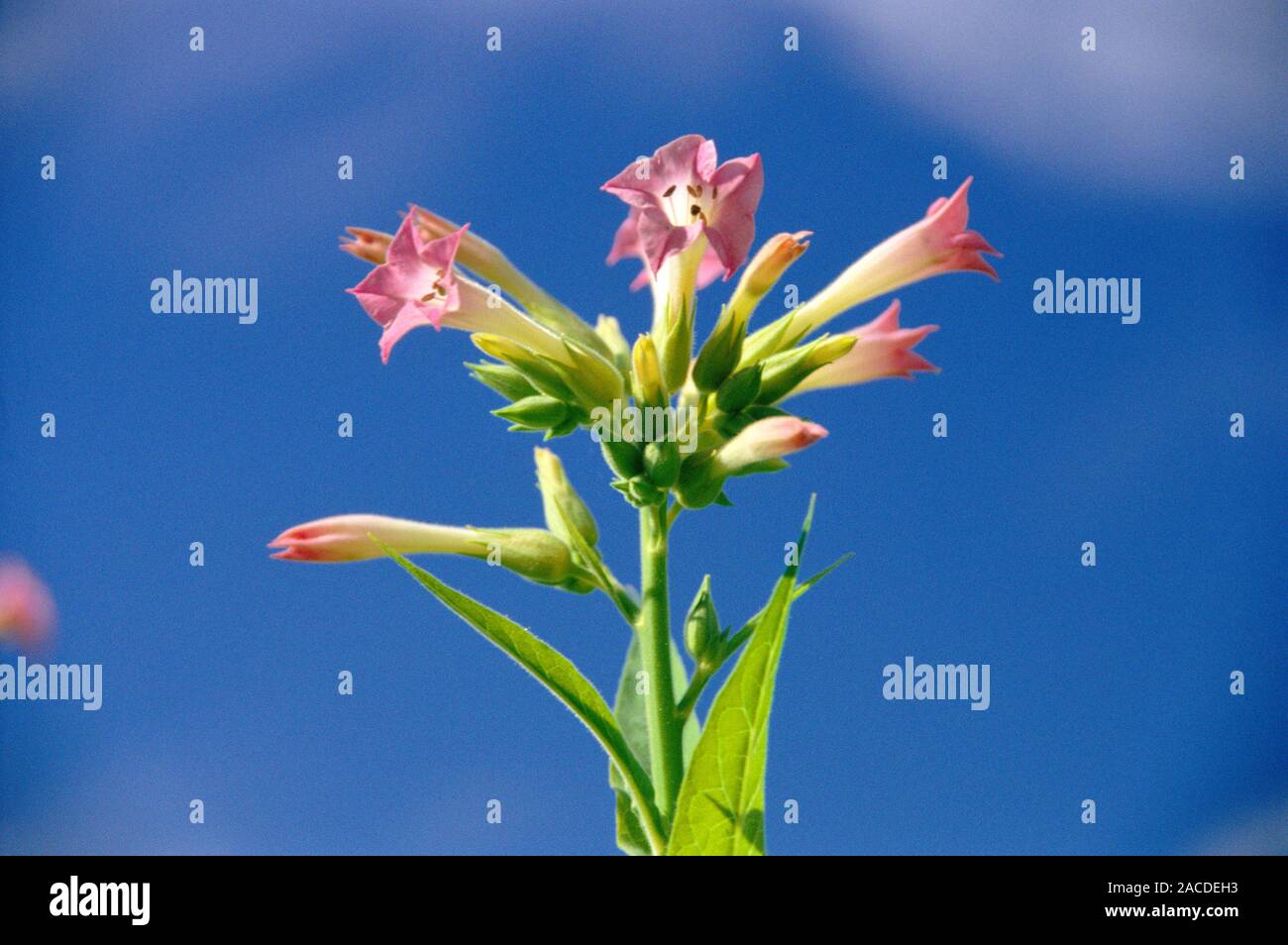 Tobacco plant (Nicotiana tabacum) in flower. This shrub is native to ...