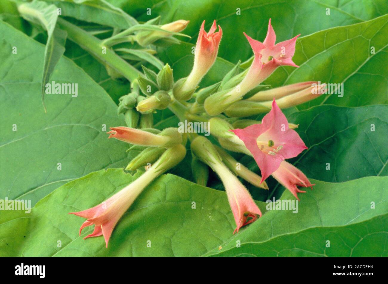 Tobacco flowers and leaves (Nicotiana tabacum). This shrub, native to ...