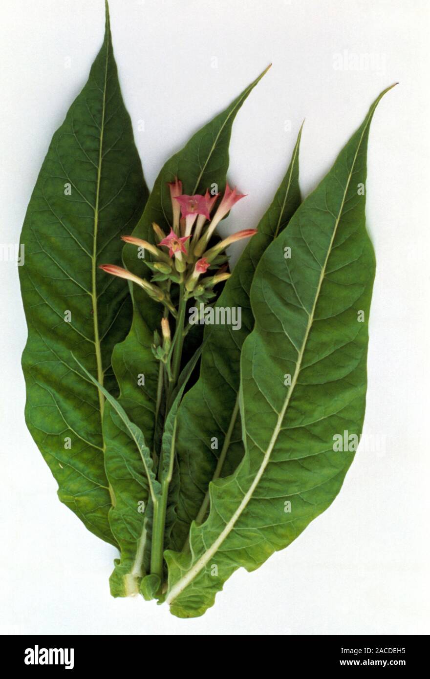 Tobacco flowers and leaves (Nicotiana tabacum). This shrub, native to ...