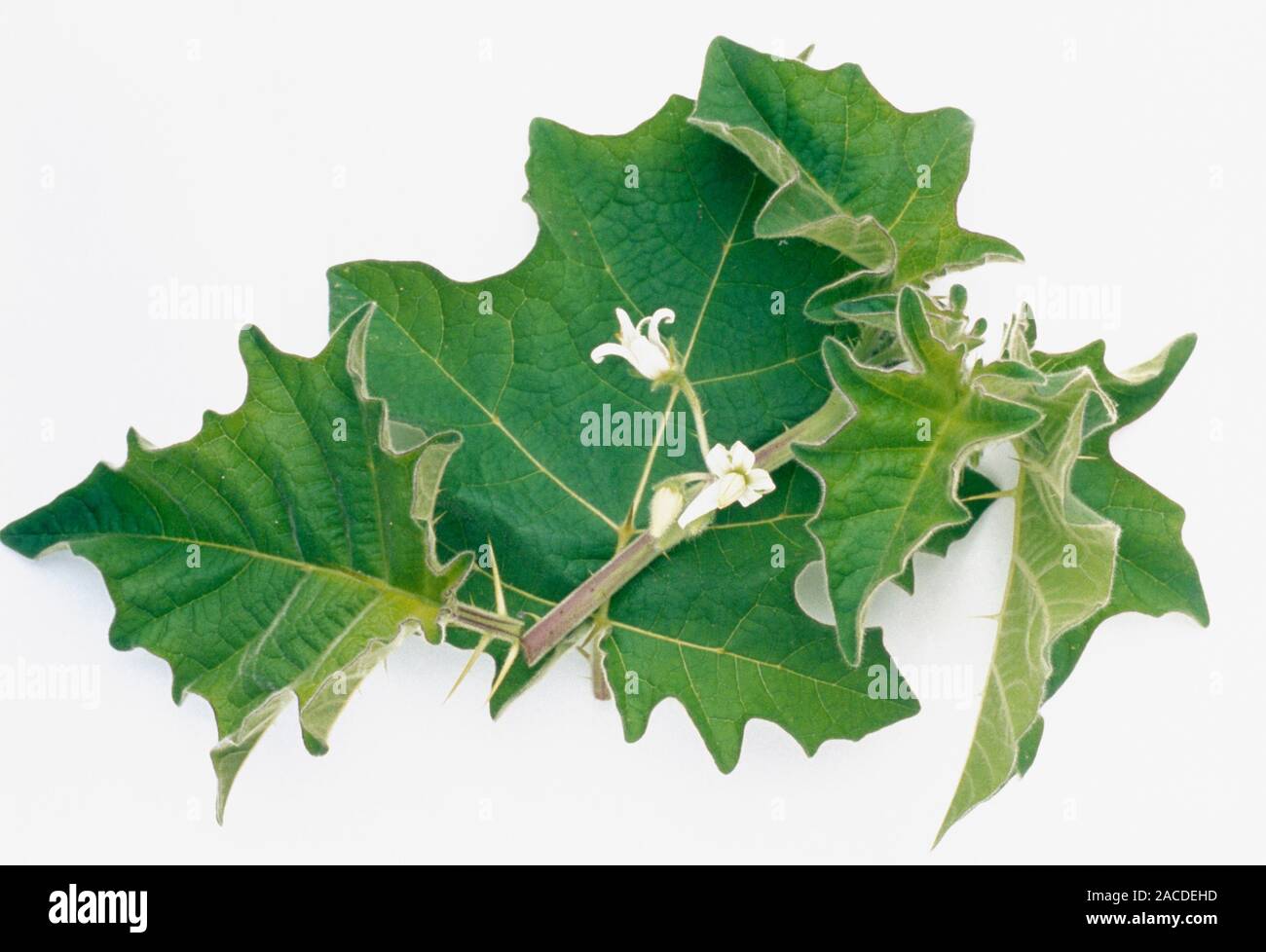 Indian solanum (Solanum xanthocarpum) leaves on a twig. This plant is ...