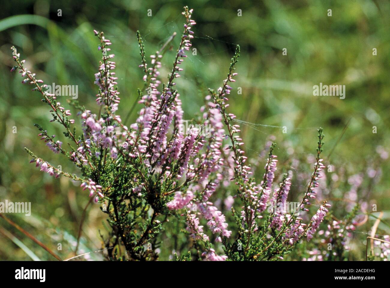 Heather Flowers Calluna Vulgaris This Species Of Heather Grows In