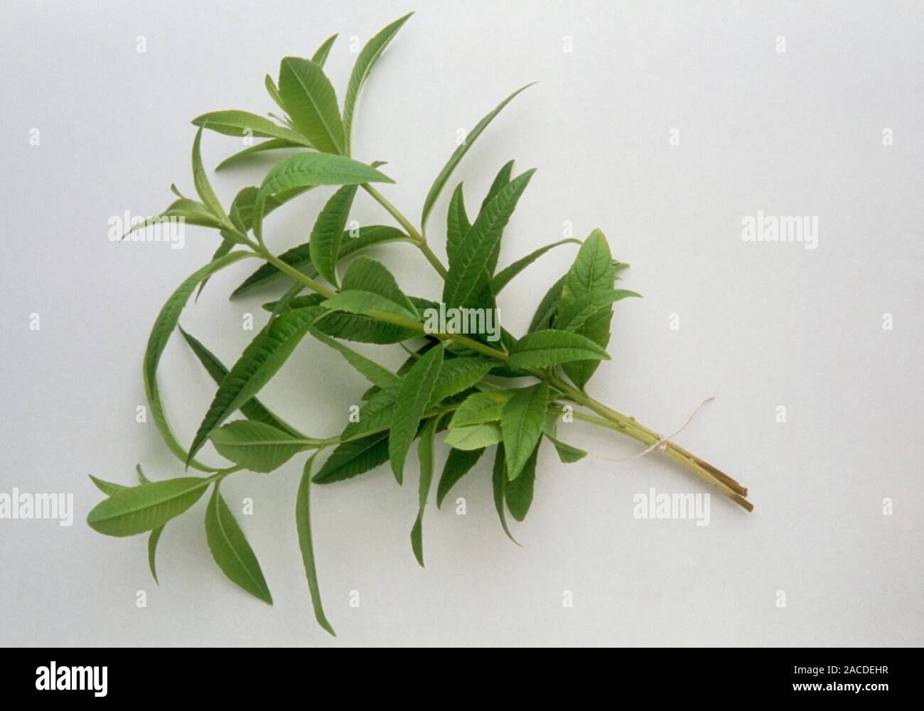 Lemon verbena (Lippia citriodora). This lemon- scented plant is native ...